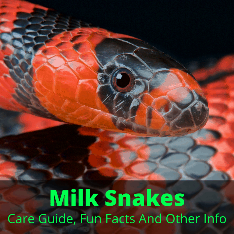Milk Snakes (Care Guide, Fun Facts And Other Info)