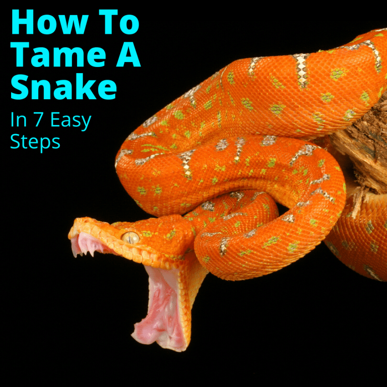 How To Tame A Snake In 7 Easy Steps
