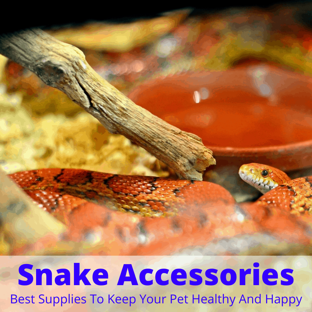 10 Must-Have Pet Snake Accessories: Find the Perfect One for Your ...