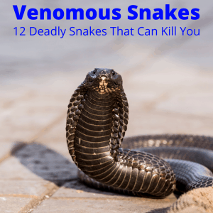 Venomous Snakes (12 Deadly Snakes That Can Kill You)