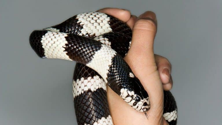 Bullsnake Care - A Total Care Guide For The Bullsnake