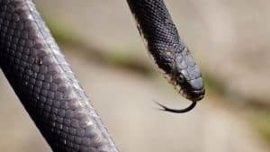 Black Rat Snake Facts (Plus Care Guide For New Pet Owners)
