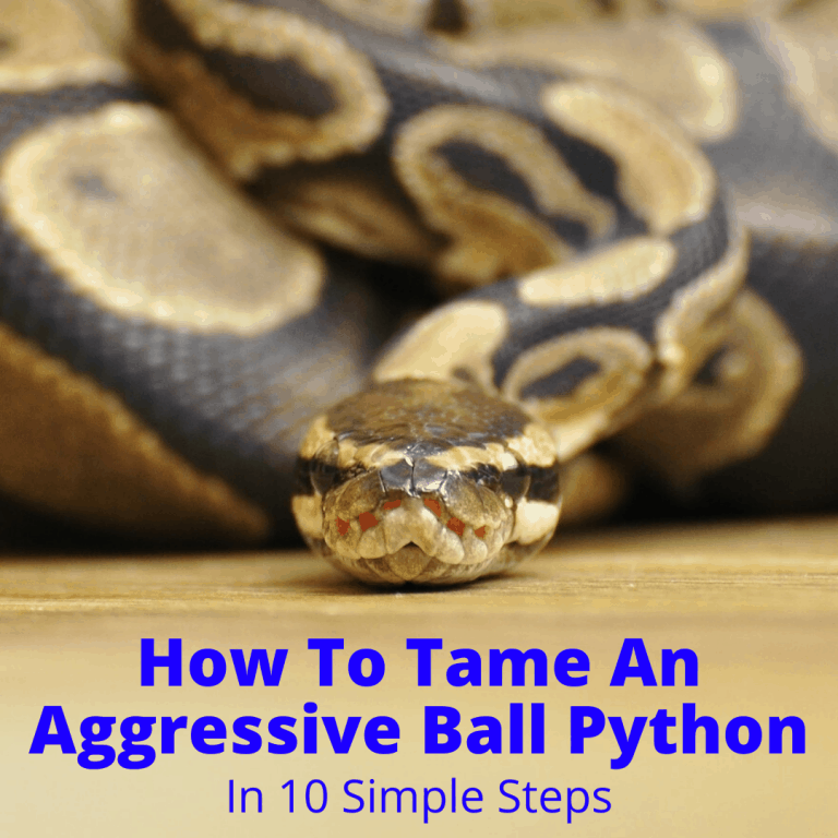 How To Tame An Aggressive Ball Python (In 9 Simple Steps)
