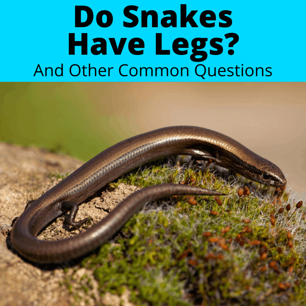 Do Snakes Have Legs? (And Other Common Questions)