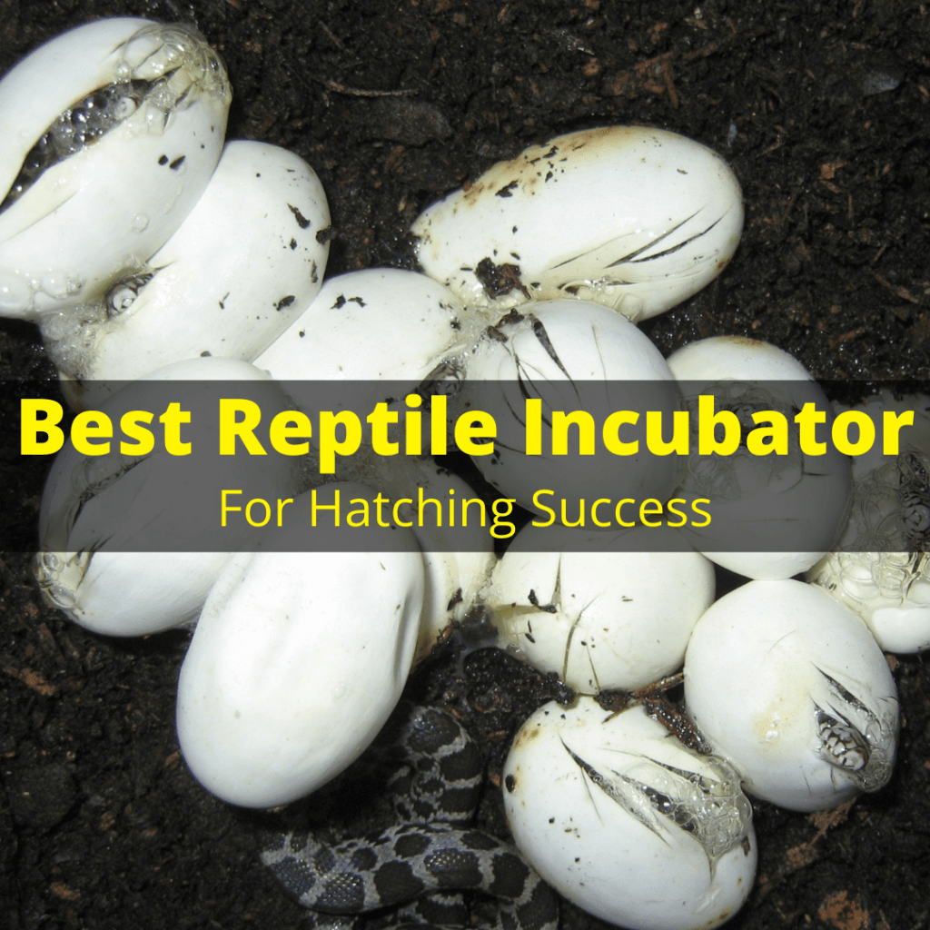Best Reptile Incubator For Hatching Success