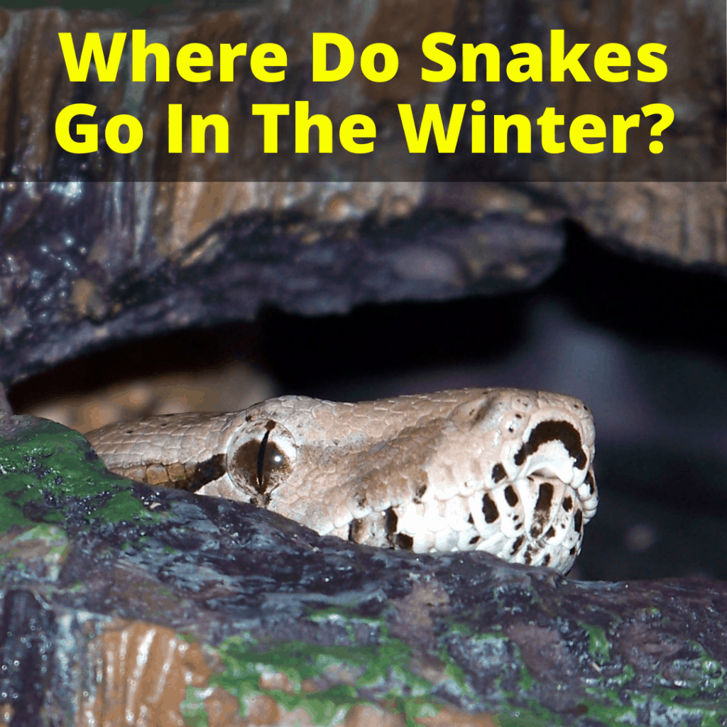 Where Do Snakes Go In The Winter?
