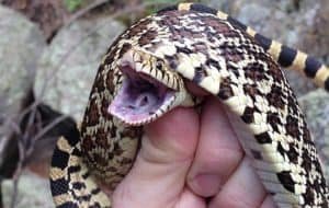 Snake Hissing Explained (And What You Should Never Do)