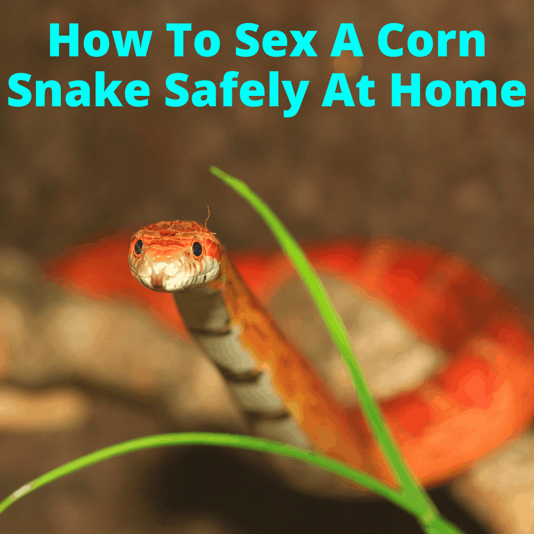 How To Sex A Corn Snake Safely At Home