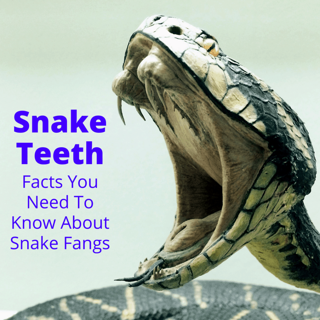 Snake Teeth (Facts You Need To Know About Snake Fangs)