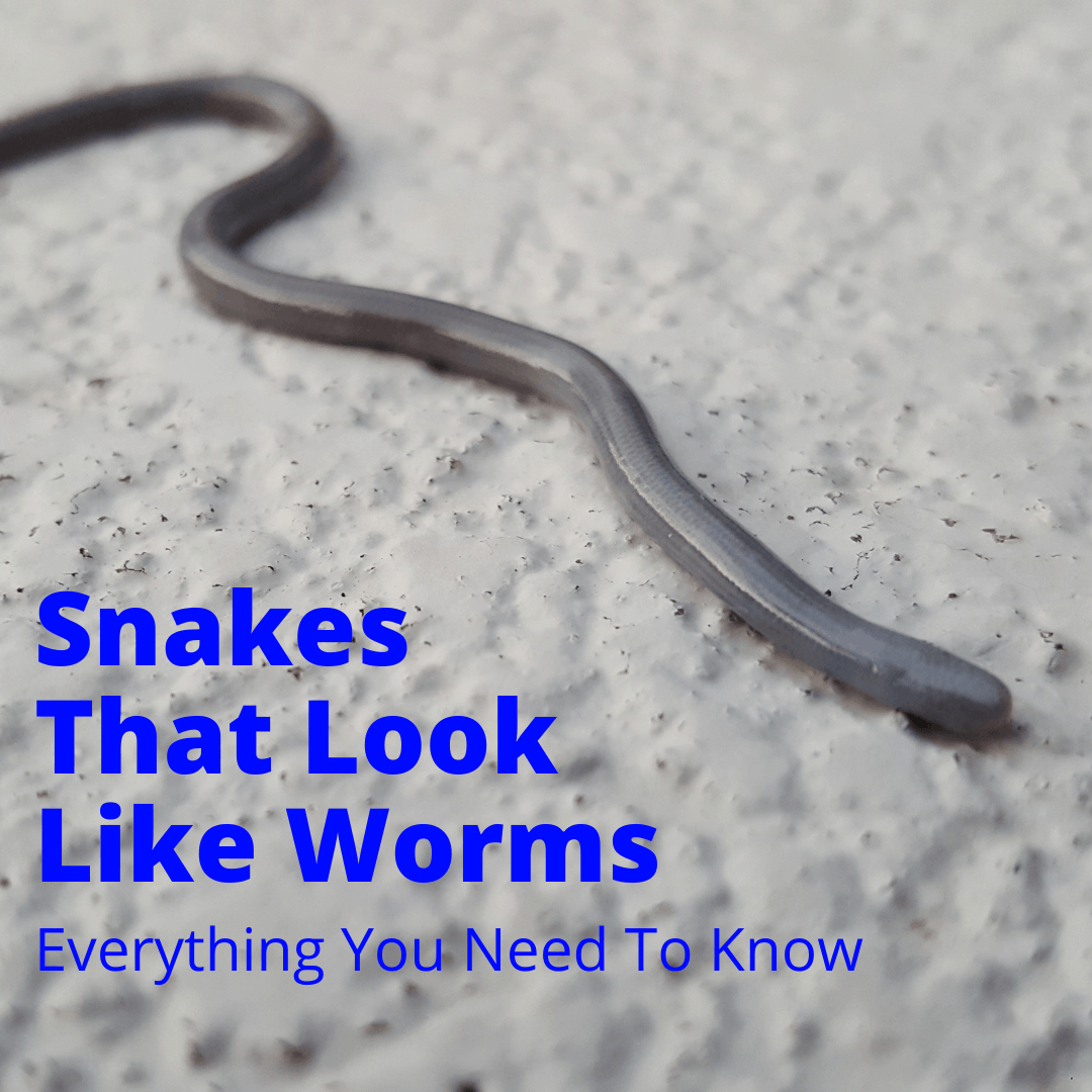 Snakes That Look Like Worms (Everything You Need To Know)