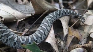 How To Tell The Sex Of A Snake (Multiple Methods)