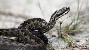How Far Can A Snake Jump? (And Do You Need To Worry?)
