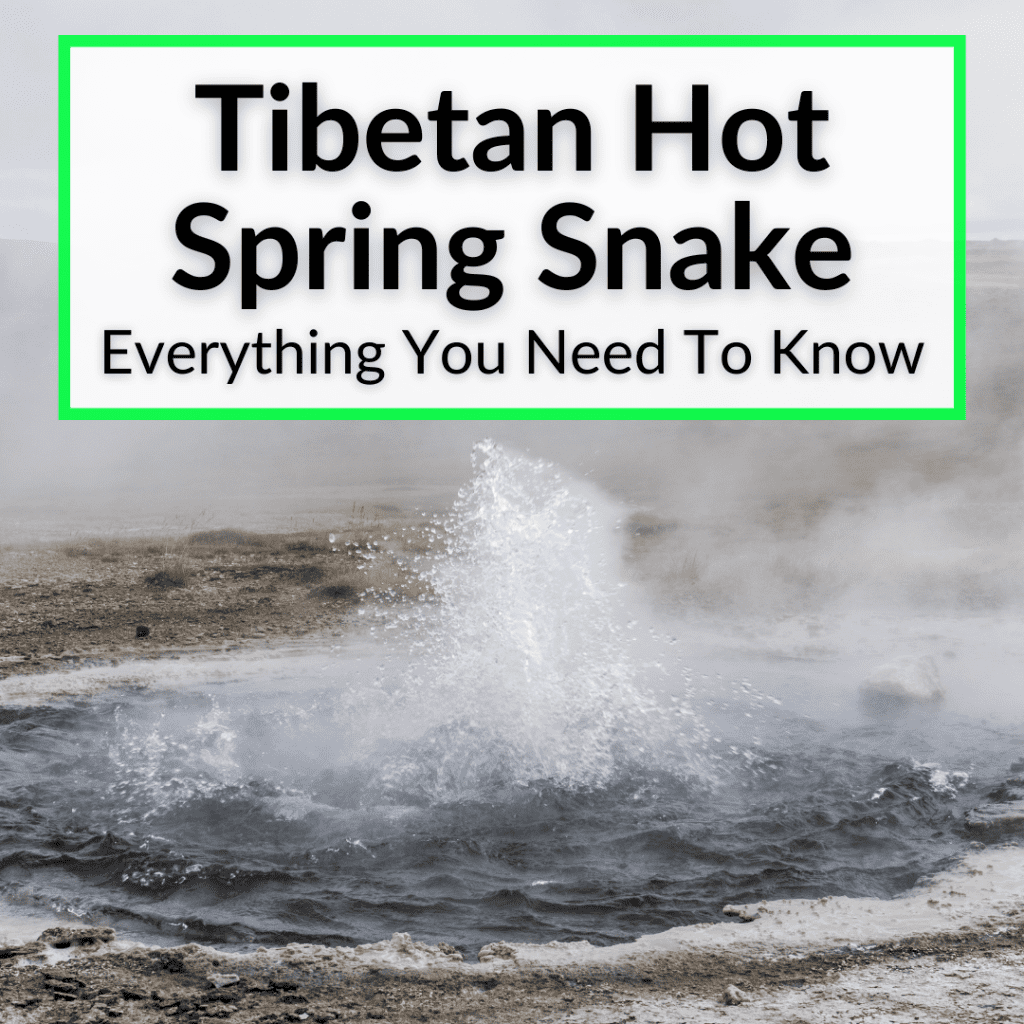 Tibetan Hot Spring Snake (Everything You Need To Know)
