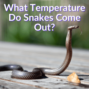 What Temperature Do Snakes Come Out?