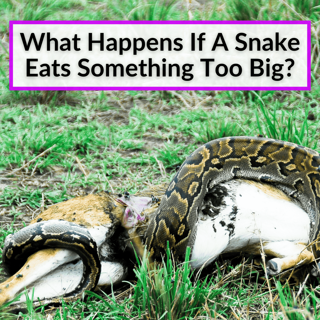 What Happens If A Snake Eats Something Too Big what-happens-if-a-snake-eats-something-too-big