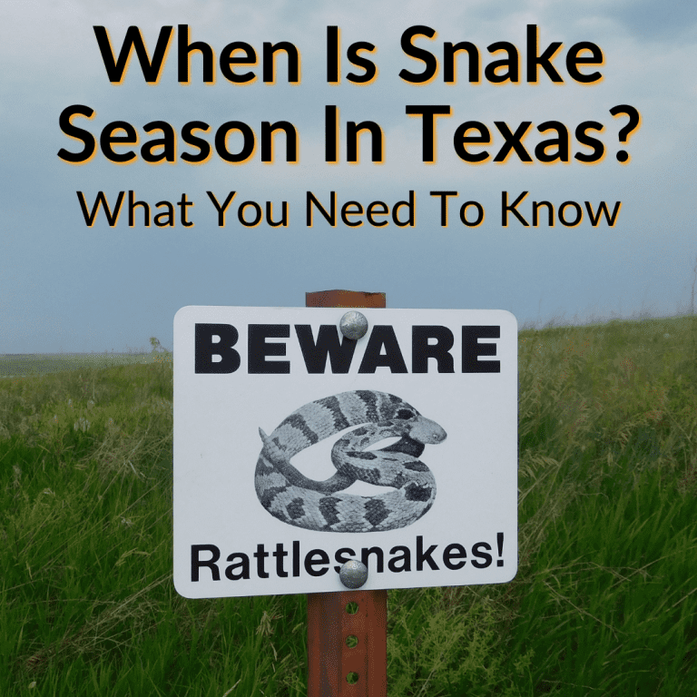 When Is Snake Season In Texas? (What You Need To Know)